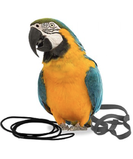 The Aviator Parrot Harness - Large