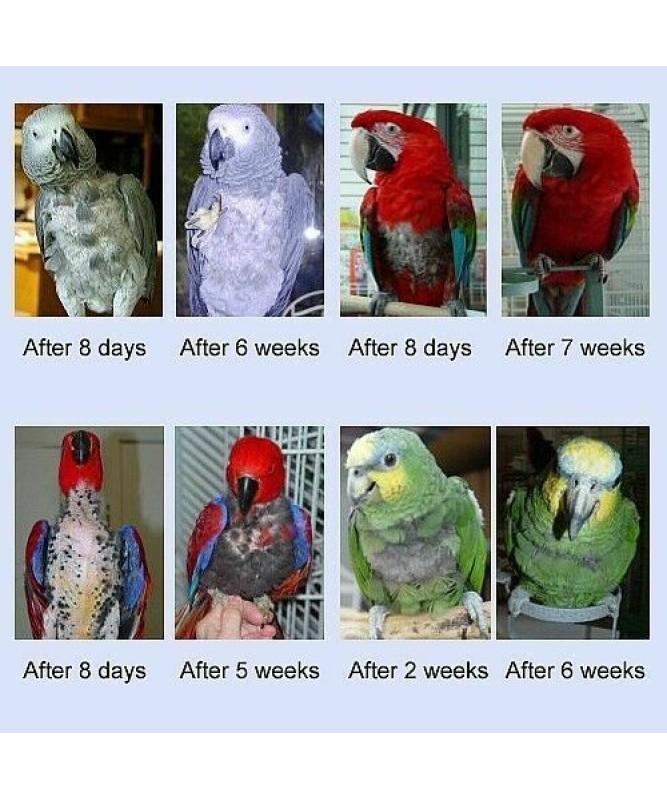 Pluck No More - Natural Feather Plucking Remedy - 8oz